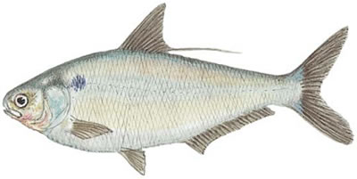 Fish Identification: Gizzard Shad (Dorosoma cepedianum)