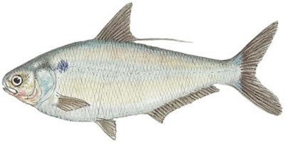 Fish Identification: Gizzard Shad (Dorosoma cepedianum)