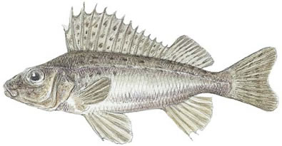 Fish Identification: Ruffe (Gymnocephalus cernuus)