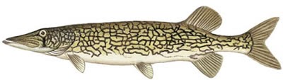 Fish Identification: Chain Pickerel (Esox niger)