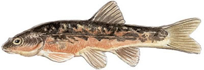 Fish Identification: Blacknose Dace (Rhinichthys atratulus)