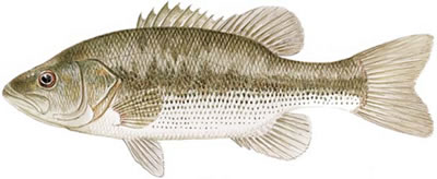 Fish Identification: Spotted Bass (Micropterus punctulatus)