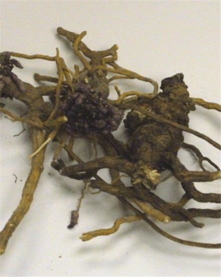 St. Vincent Memories: 2010