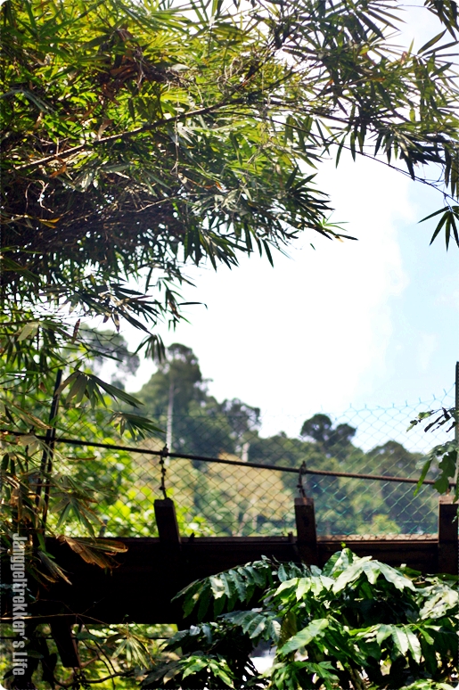 Janggeltrekker's Life: Eksplorasi: Air Terjun Lata Kinjang, Chenderiang