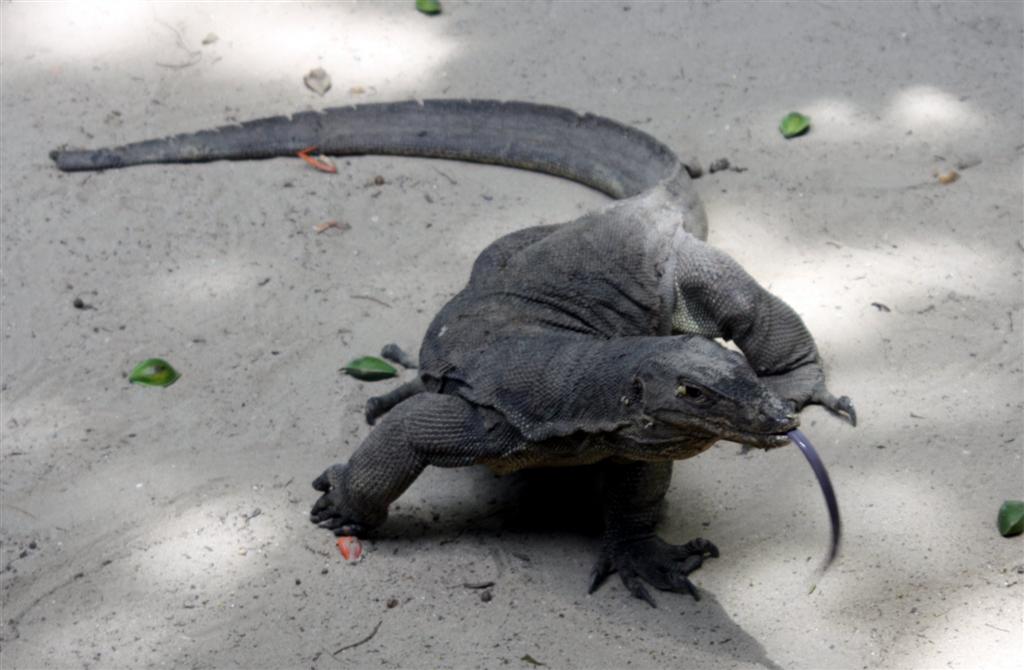 Naranjas de la China: Varano
