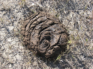 Dave and Jacks Trip: Day Five - Teddy Roosevelt Nat Park ND - Spearfish ...