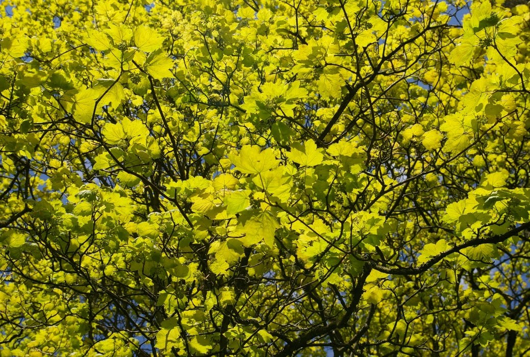 John Grimshaw's Garden Diary: Golden Sycamore