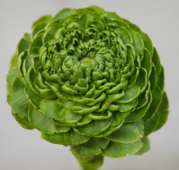 John Grimshaw's Garden Diary: Extraordinary Ranunculus