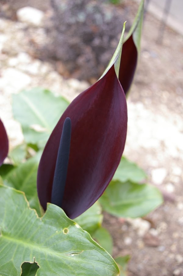 John Grimshaw's Garden Diary: April 2010