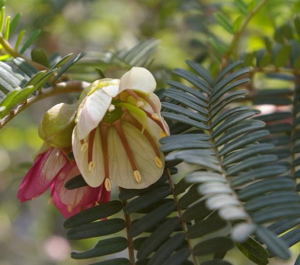 John Grimshaw's Garden Diary: November 2009