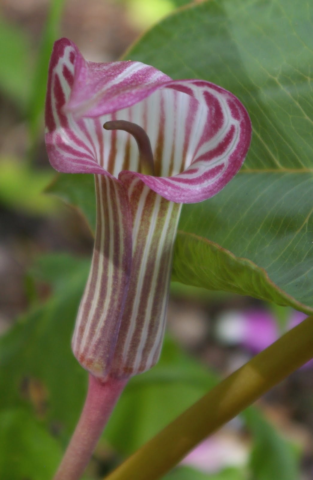 SERENITY: ARISAEMA - O PLANTĂ STRANIE ȘI FRUMOASĂ