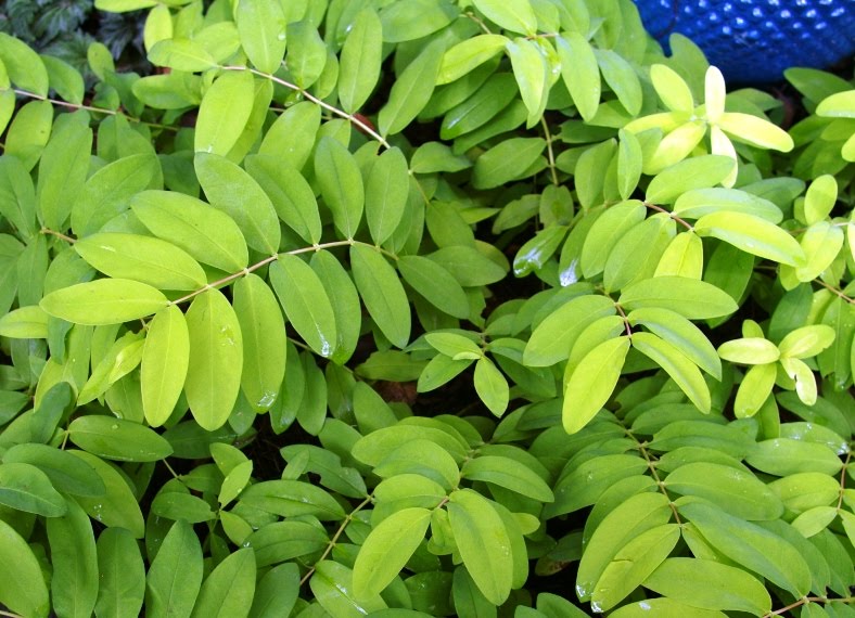 John Grimshaw's Garden Diary: Form and texture at Frog Hollow Garden