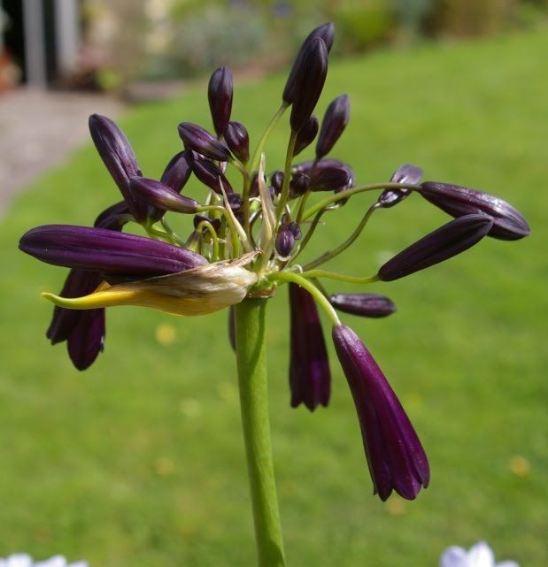 John Grimshaw's Garden Diary: The varied colours of Agapanthus