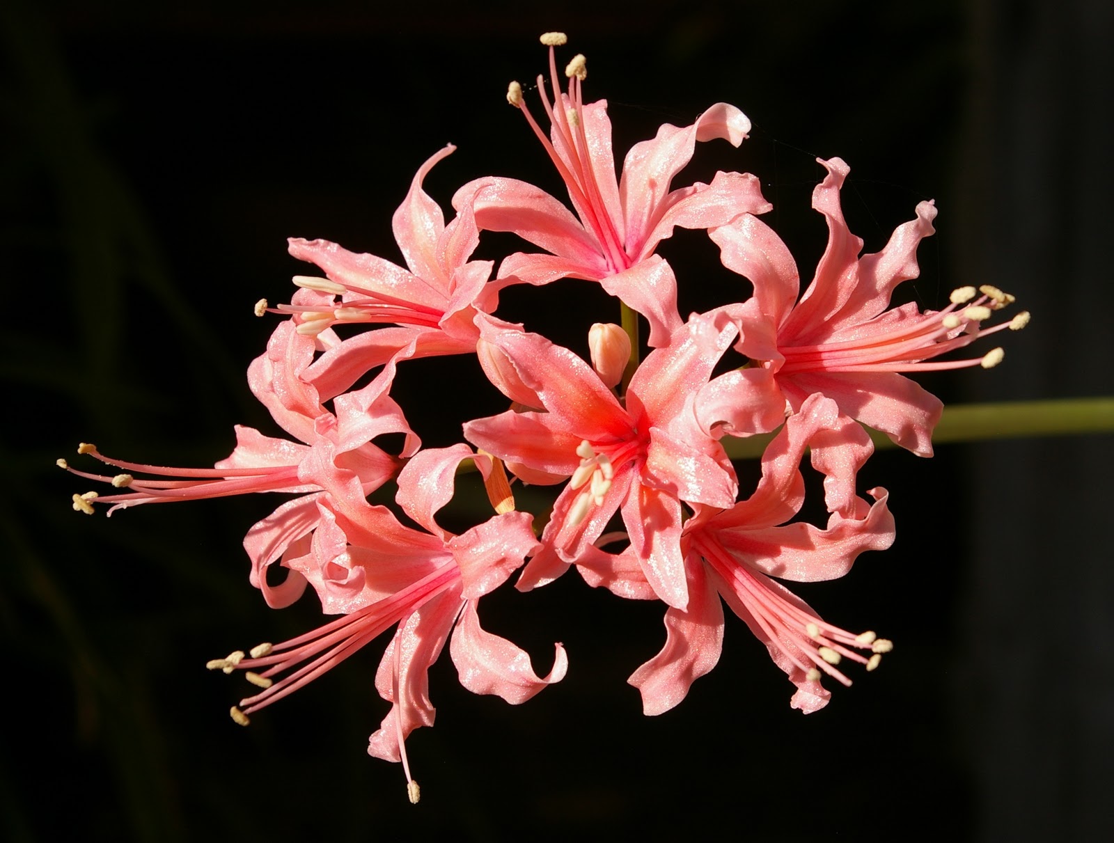 John Grimshaw's Garden Diary: Not only pink, part one: Nerine sarniensis