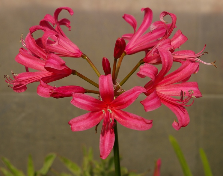 John Grimshaw's Garden Diary: Not only pink, part 4: Nerine hybrids