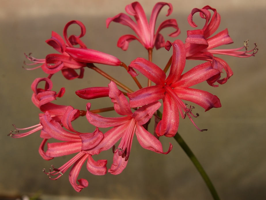 John Grimshaw's Garden Diary: Not only pink, part 4: Nerine hybrids