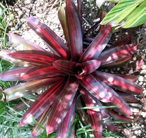 Florida Gardening: Year Round Color with Bromeliads