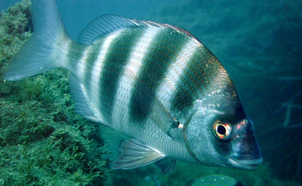 MUNDO PESCA: el sargo