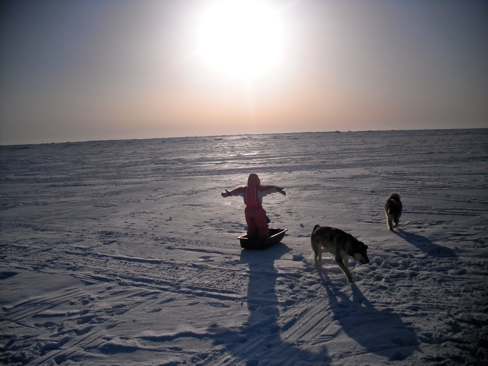 Tundra Topics: Sledding!