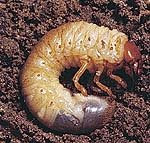 Woodbridge Greenhouses Blogger: August Pest of the Month: Japanese Beetles