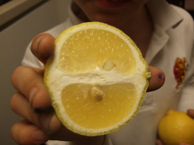 tokyoblog: looks like a lemon, tastes like an orange!