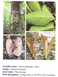 Kasih kepada Flora dan Fauna Anugerah Allah Subhanahu Wa Taala: Meranti ...