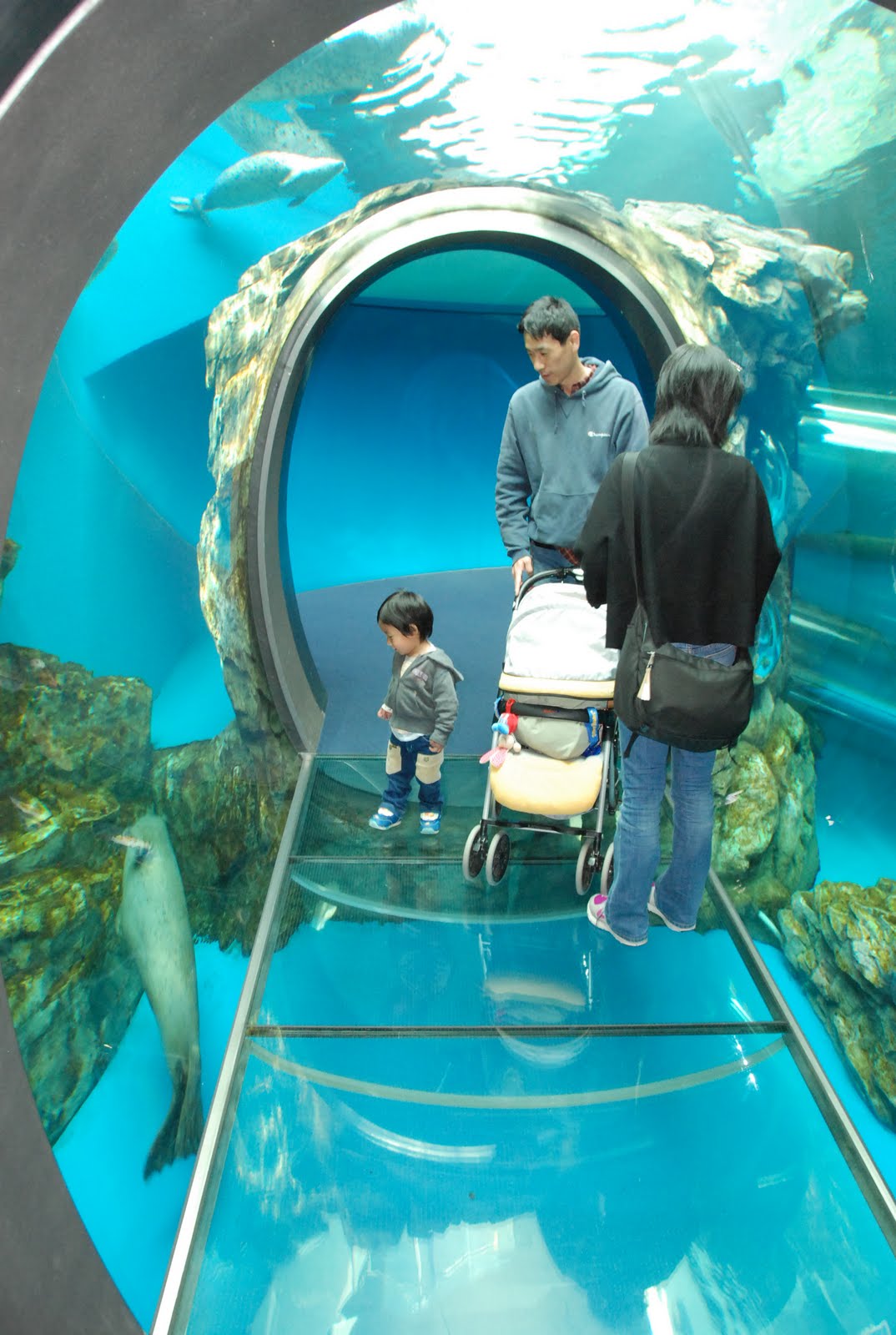 Zoo and Aquarium Design: 360 degree viewing tunnel at Spotted Seal ...