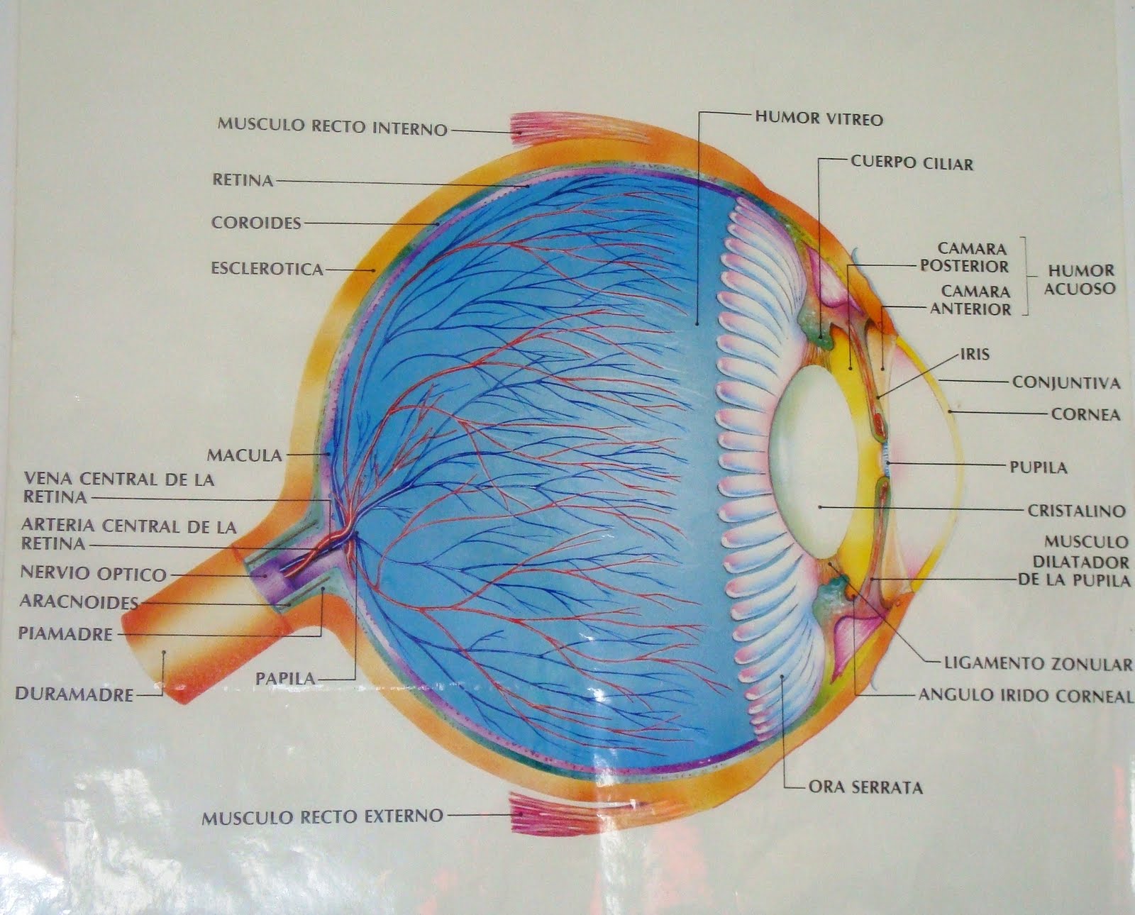 Mixturas Social: “Estudian los tipos de defectos visuales en México a ...
