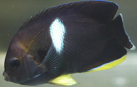 Golden Star Aquatics: Keyhole Angel (Centropyge tibicen)