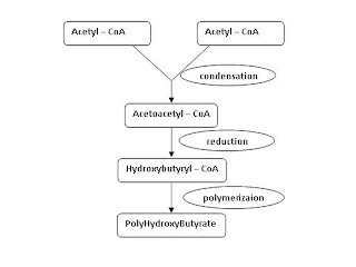 Biotechnology Blog 4 JNTU B.Tech Students: POLY HYDROXY BUTYRATE - PHB