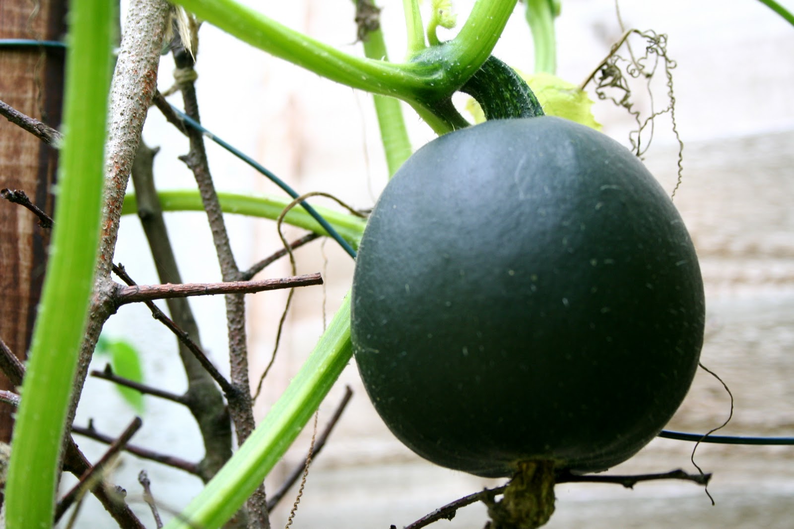 Dim Sum Gardener: Season of mists and mellow fruitfulness