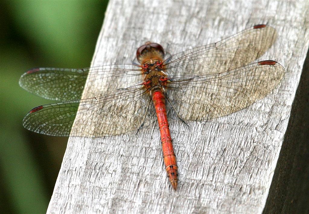 Michael Foley: Natural History ©: DRAGONFLY: Some common dragonflies in ...