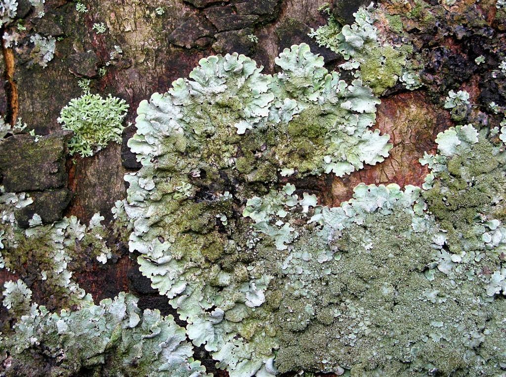 Michael Foley: Lichen Photographs ©: Parmelia saxatilis, Stocks ...