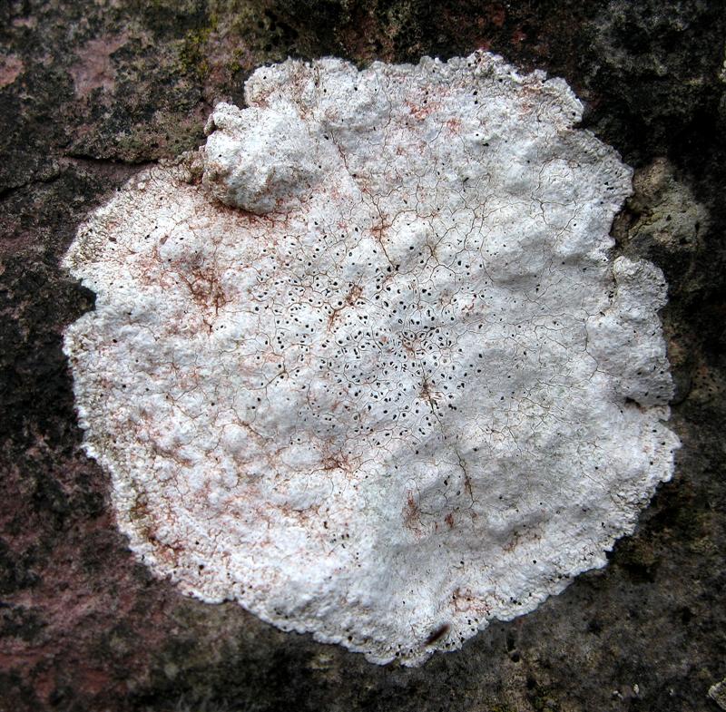 Michael Foley: Lichen Photographs ©: Aspicilia calcarea, Silverdale ...