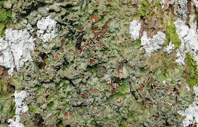 Michael Foley: Natural History ©: LICHEN: Lobaria virens in Cumbria