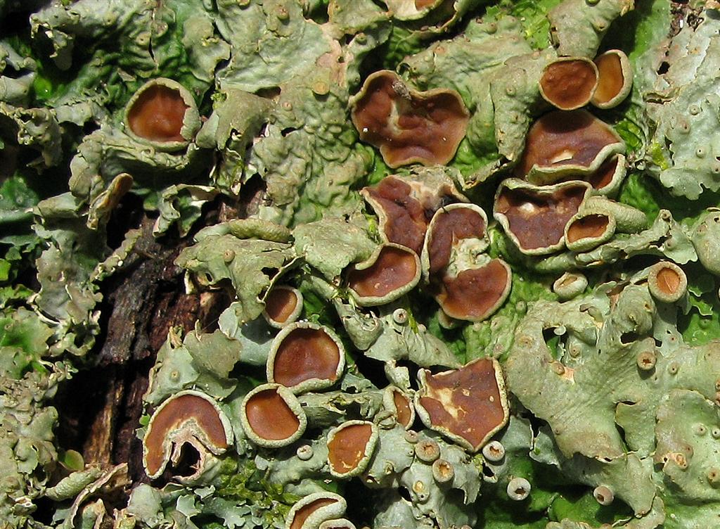 Michael Foley: Natural History ©: LICHEN: Lobaria virens in Cumbria