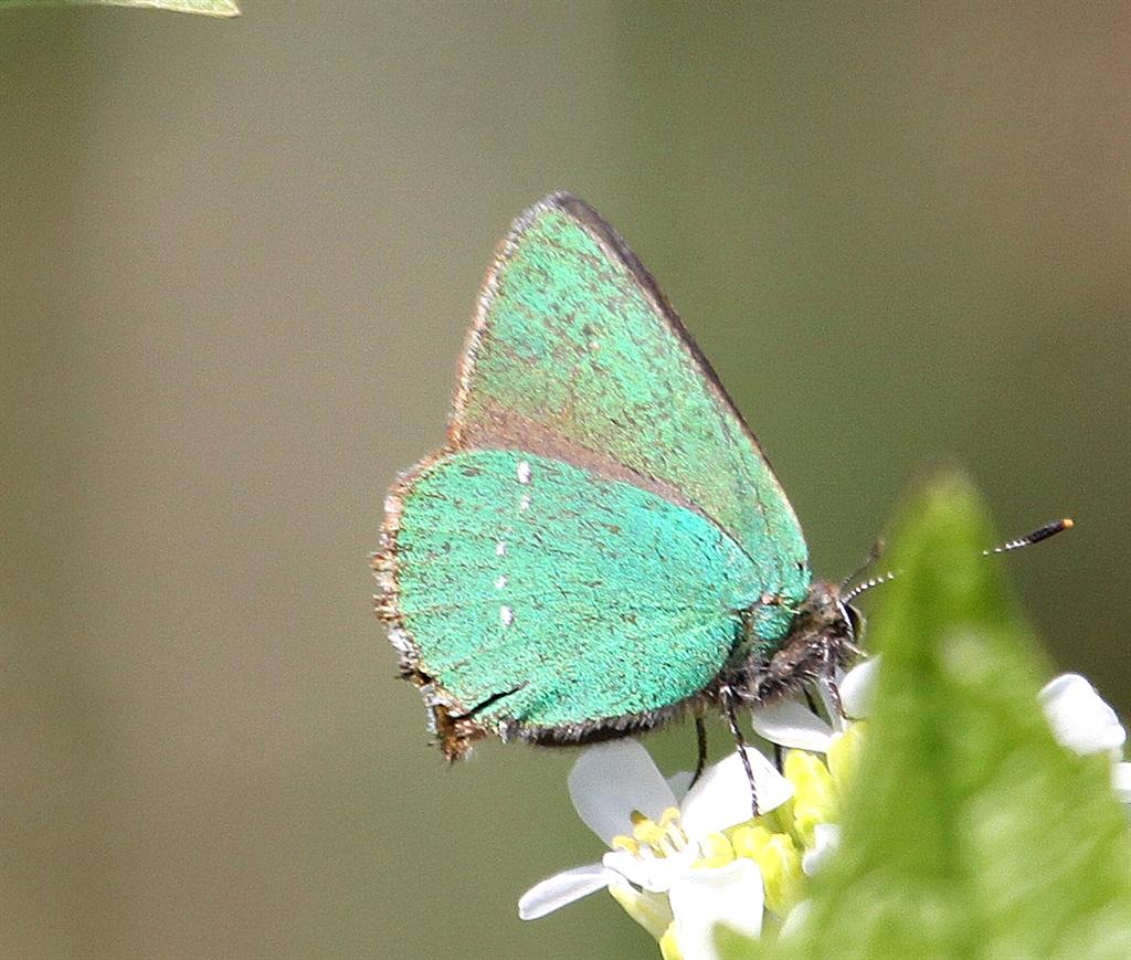 Michael Foley: Natural History ©: BUTTERFLY: Spring butterflies in the ...