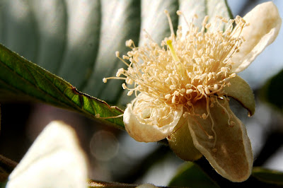 Capture: Flor de goiaba