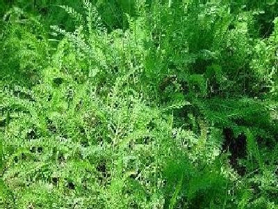 Bolesti i prirodni lijekovi: Oboljenja u trbuhu (oboljenja jajnika i ...