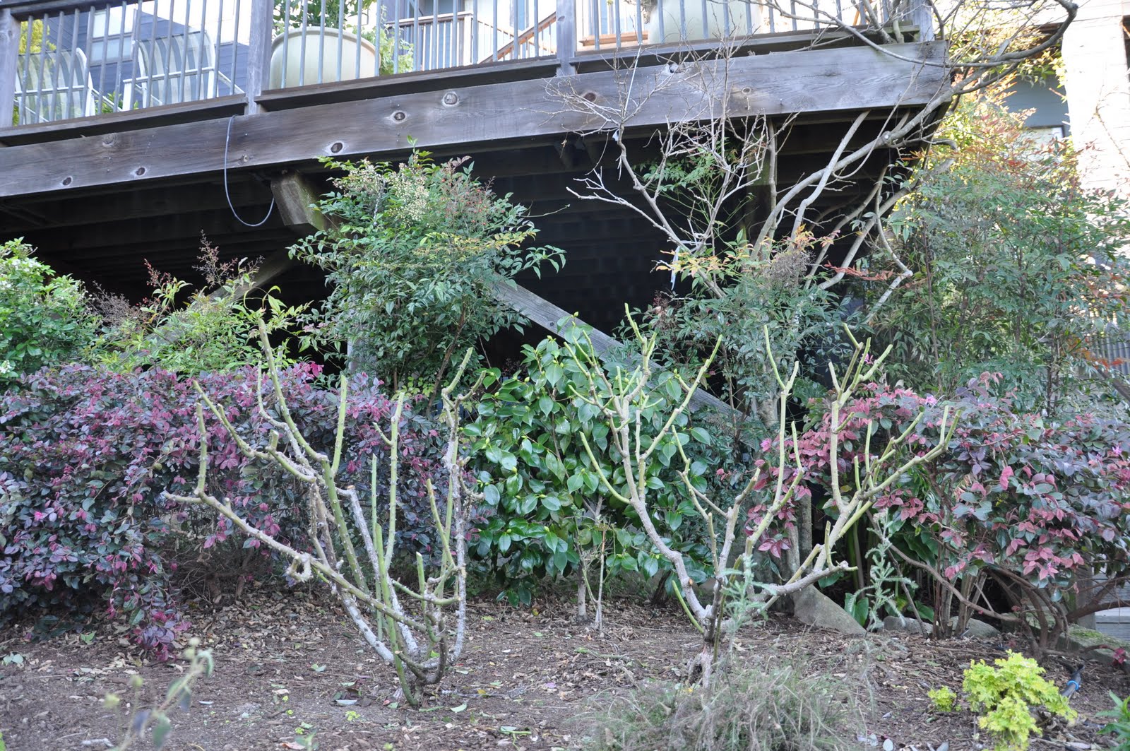 Prune, Baby, Prune : Fiddlehead Gardens