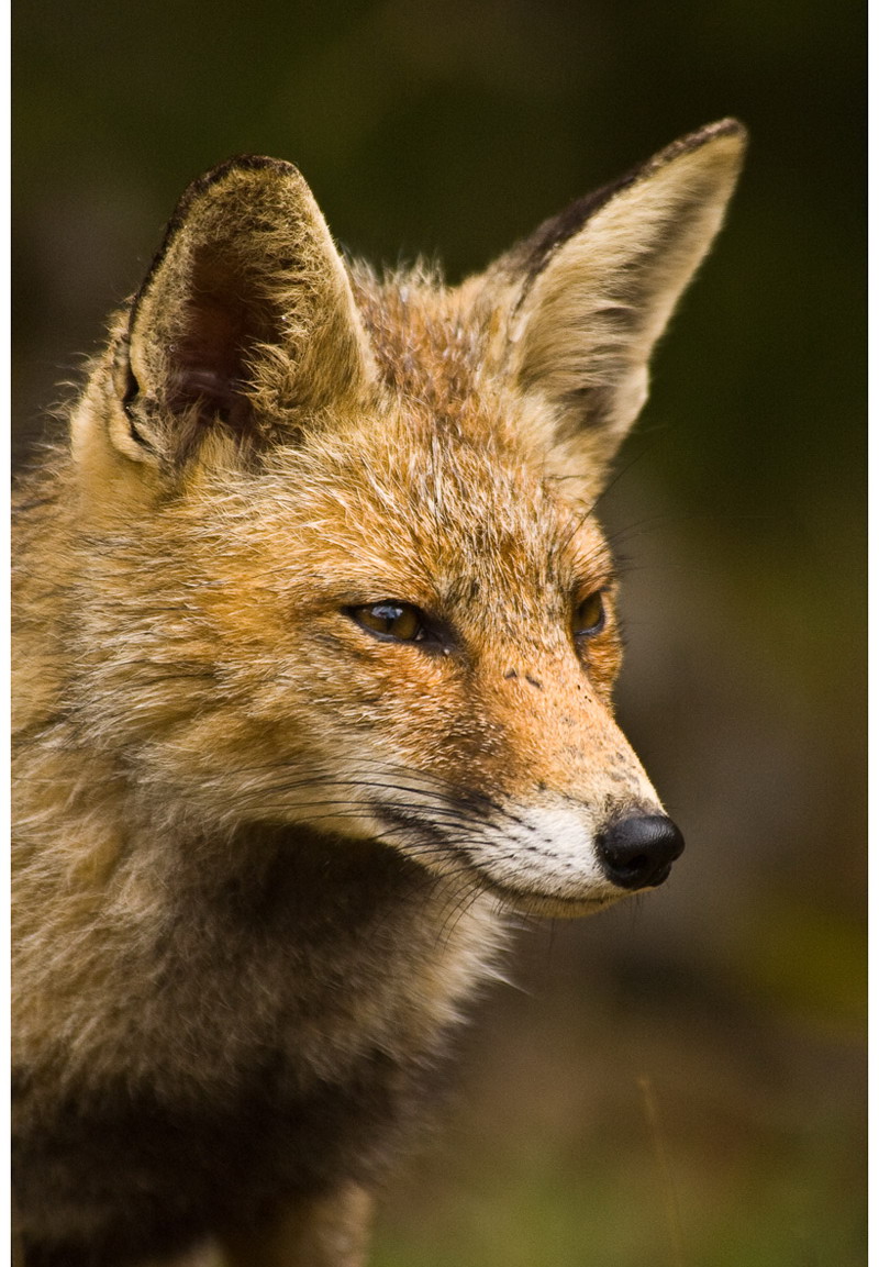 AMIGOS MONTEROS: El ZORRO una especie HOMOLOGABLE
