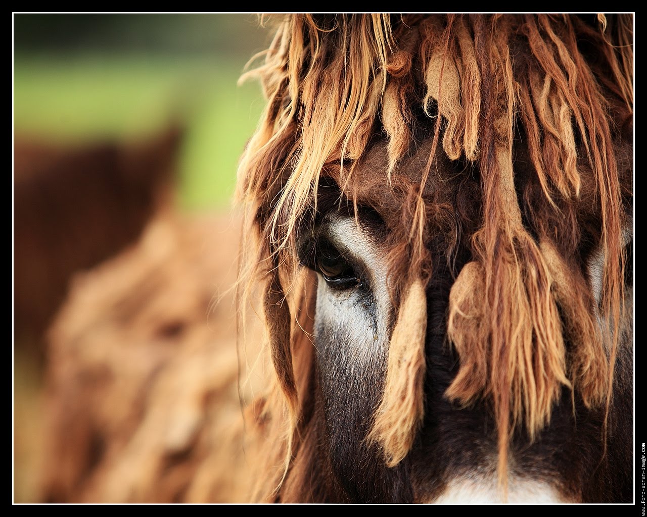 Grenier aux curiosités: Le baudet du Poitou