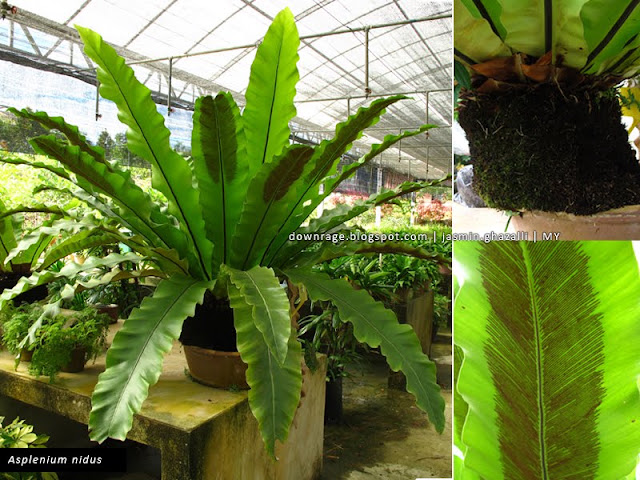 The World is Just Awesome!: Asplenium nidus