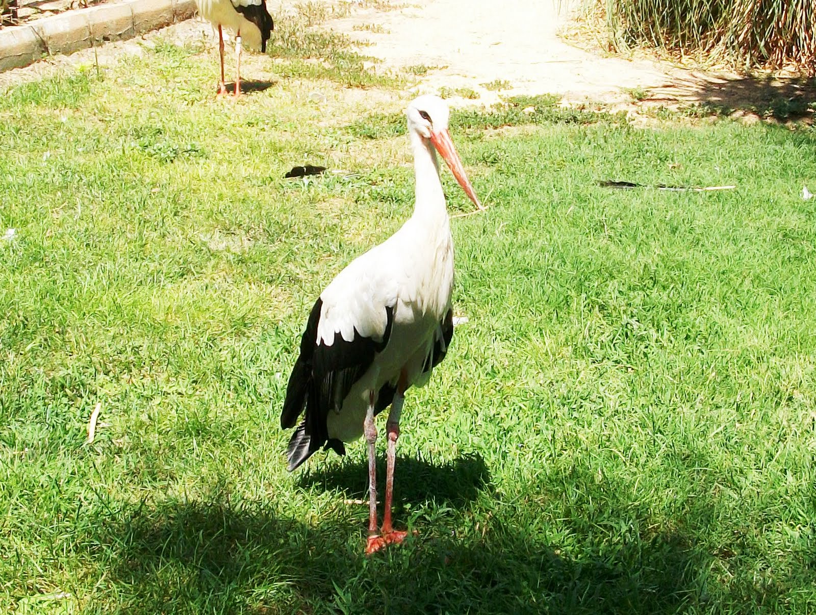 Fichas de Animales: Cigüeña blanca