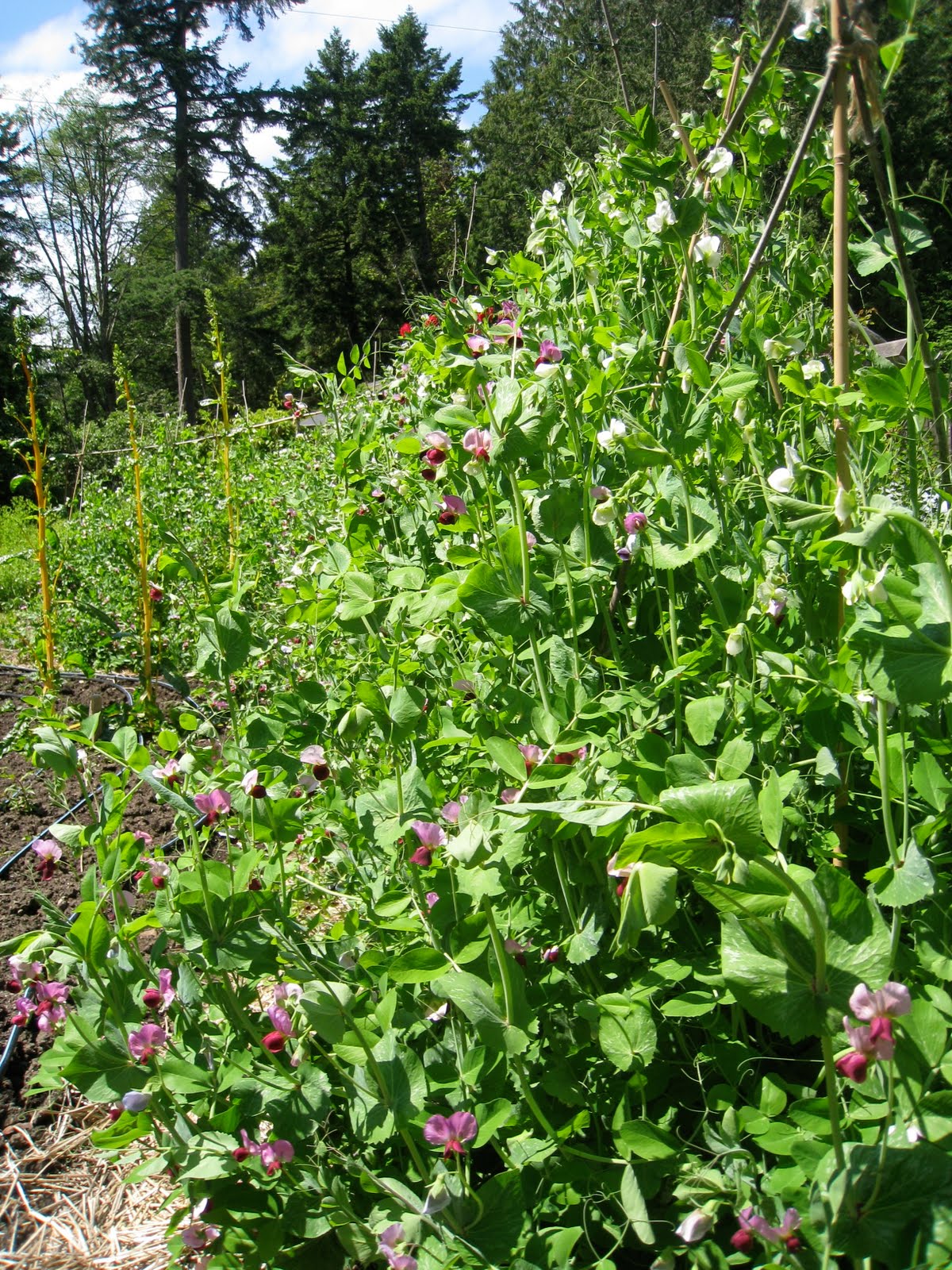 Christina's Garden: lovely legumes