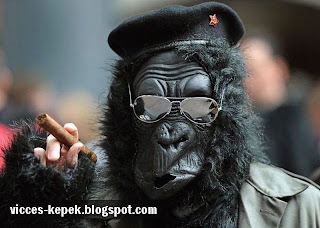 Vicces képek oldala: Ruszki majom