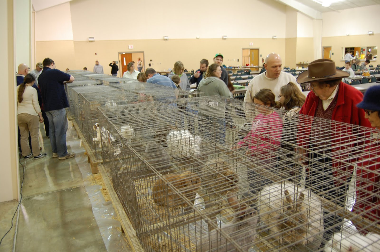 Wells County 4-H Fair: NE Indiana Rabbit Show at Wells County 4-H ...
