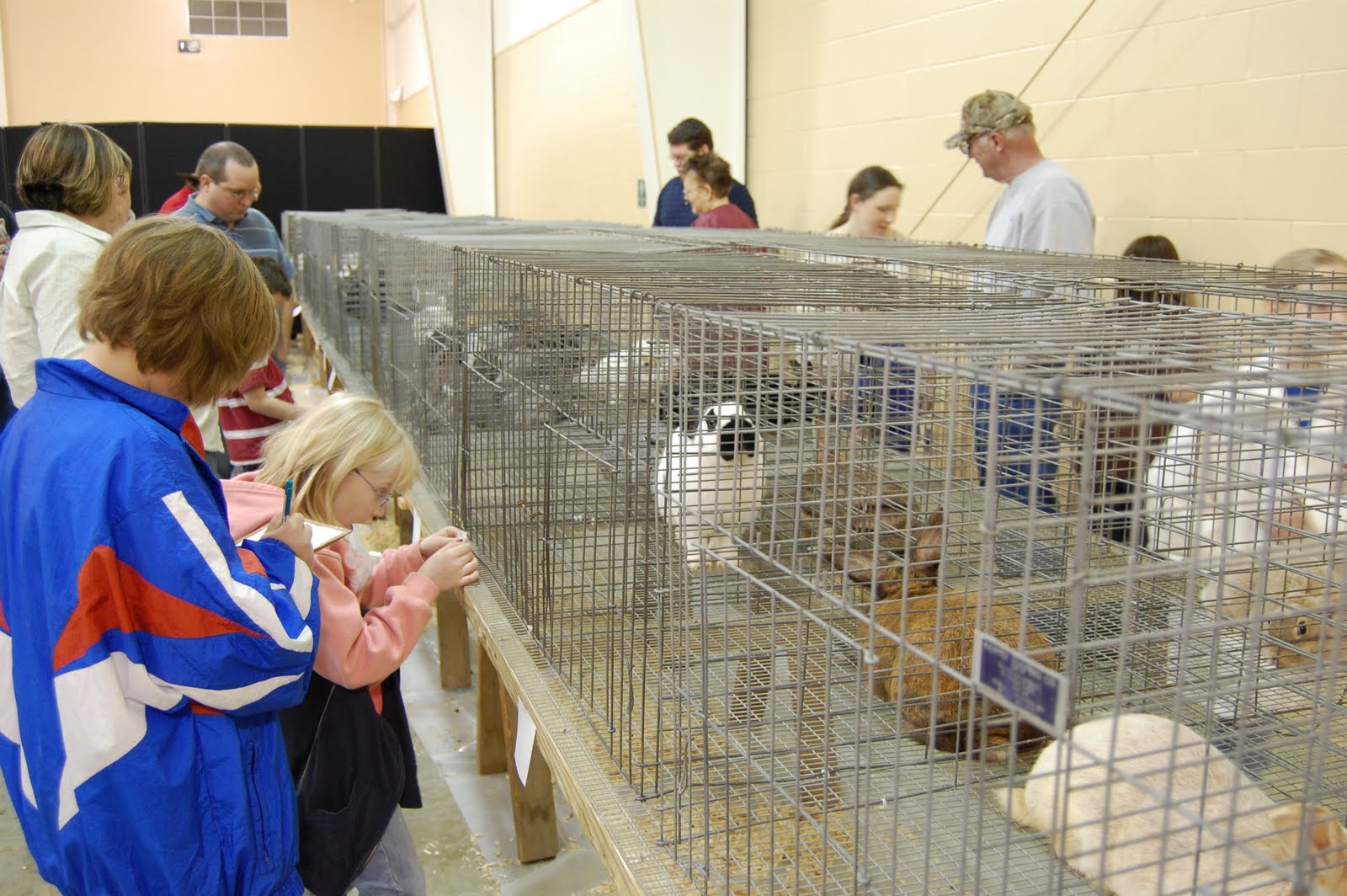 Wells County 4-H Fair: NE Indiana Rabbit Show at Wells County 4-H ...