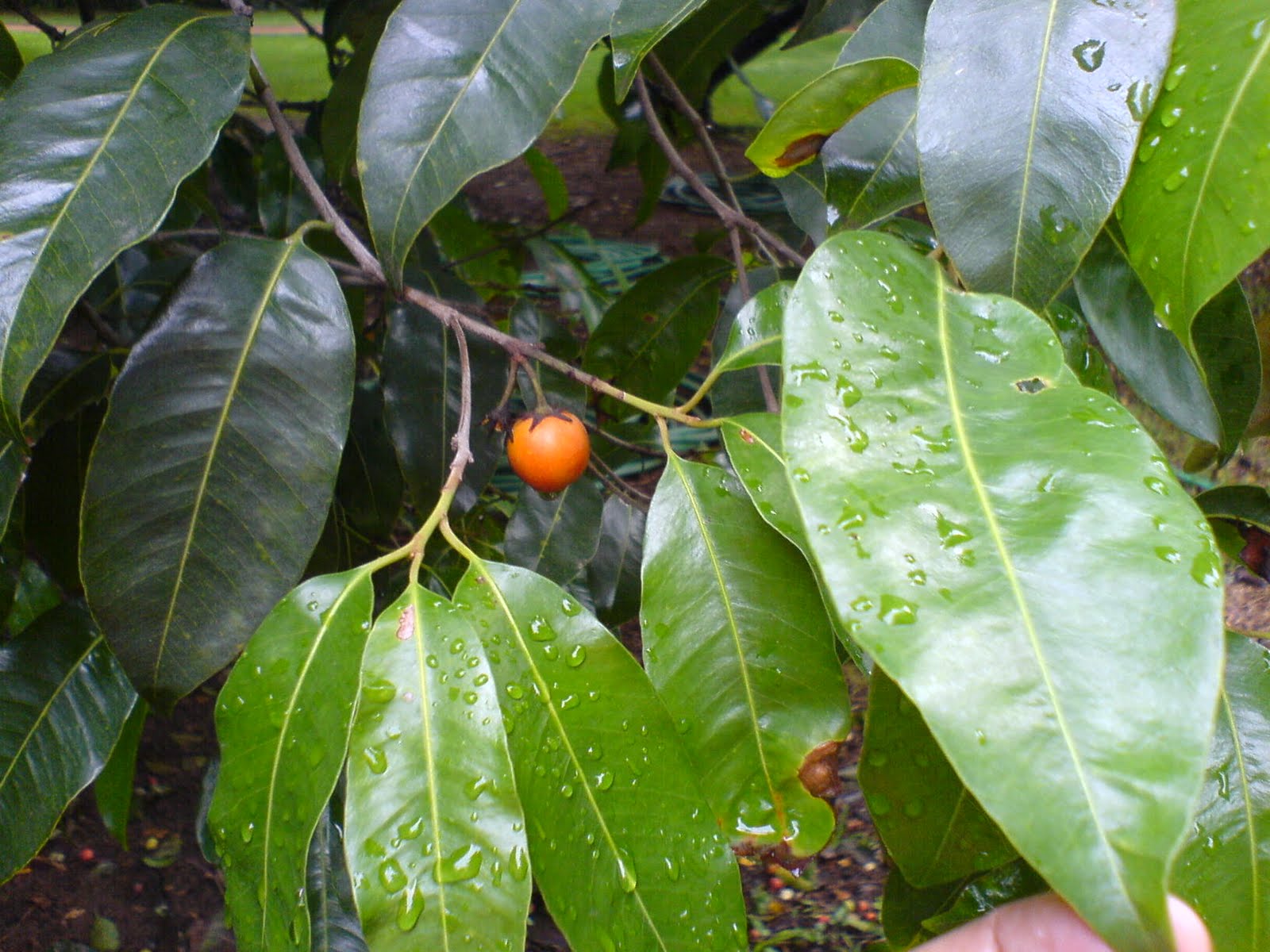 A weekend with trees