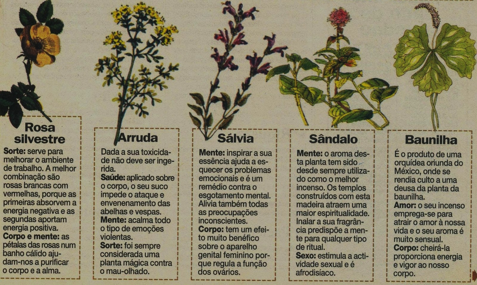 Original espaço: Ervas e plantas mágicas